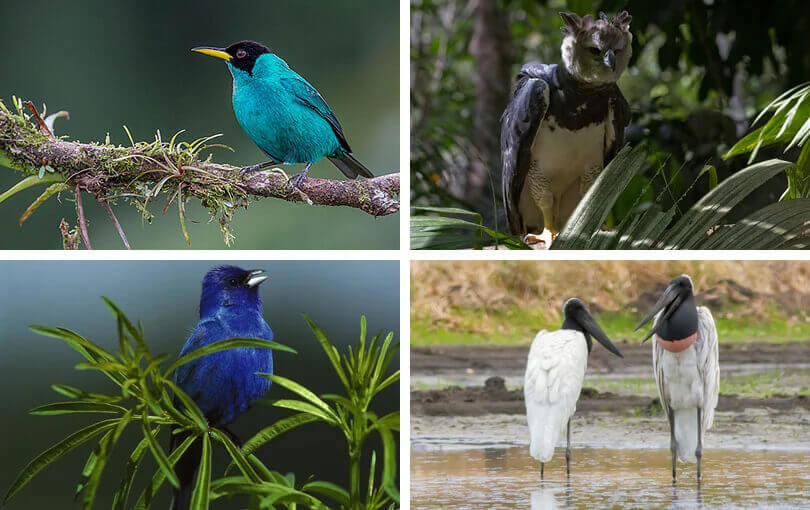 Costa Rica Bird Life: A Paradise for Birdwatchers | Veloso Tours