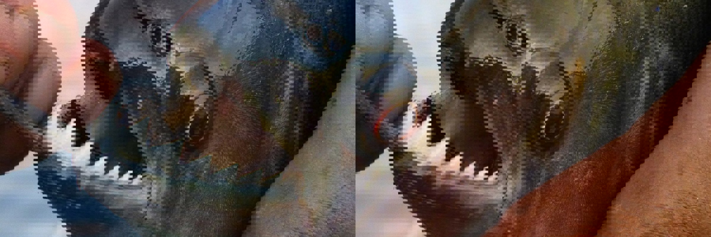 Piranha Fishing - Amazon Lodges