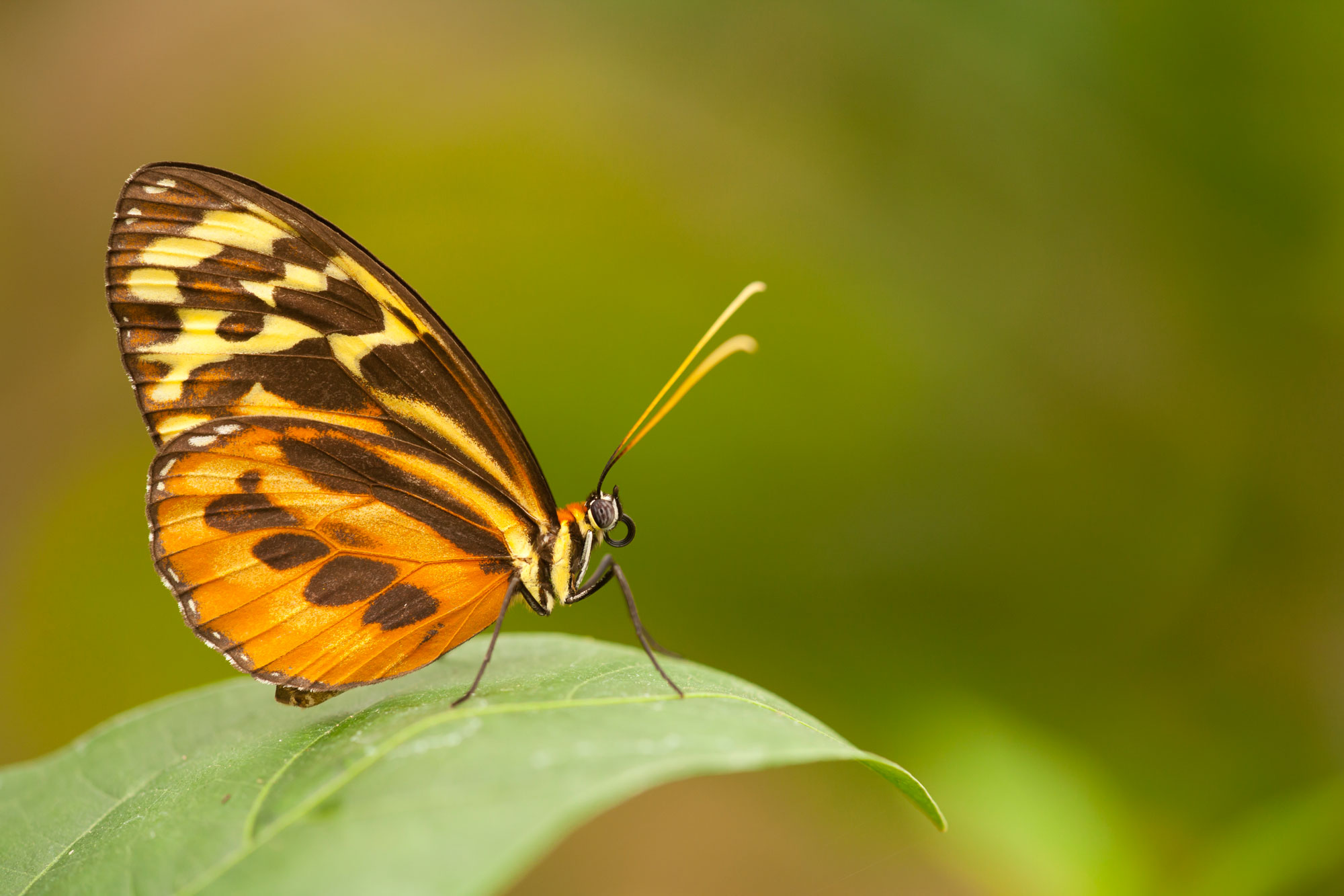 Butterfly House - Amazon Rainforest in Ecuador