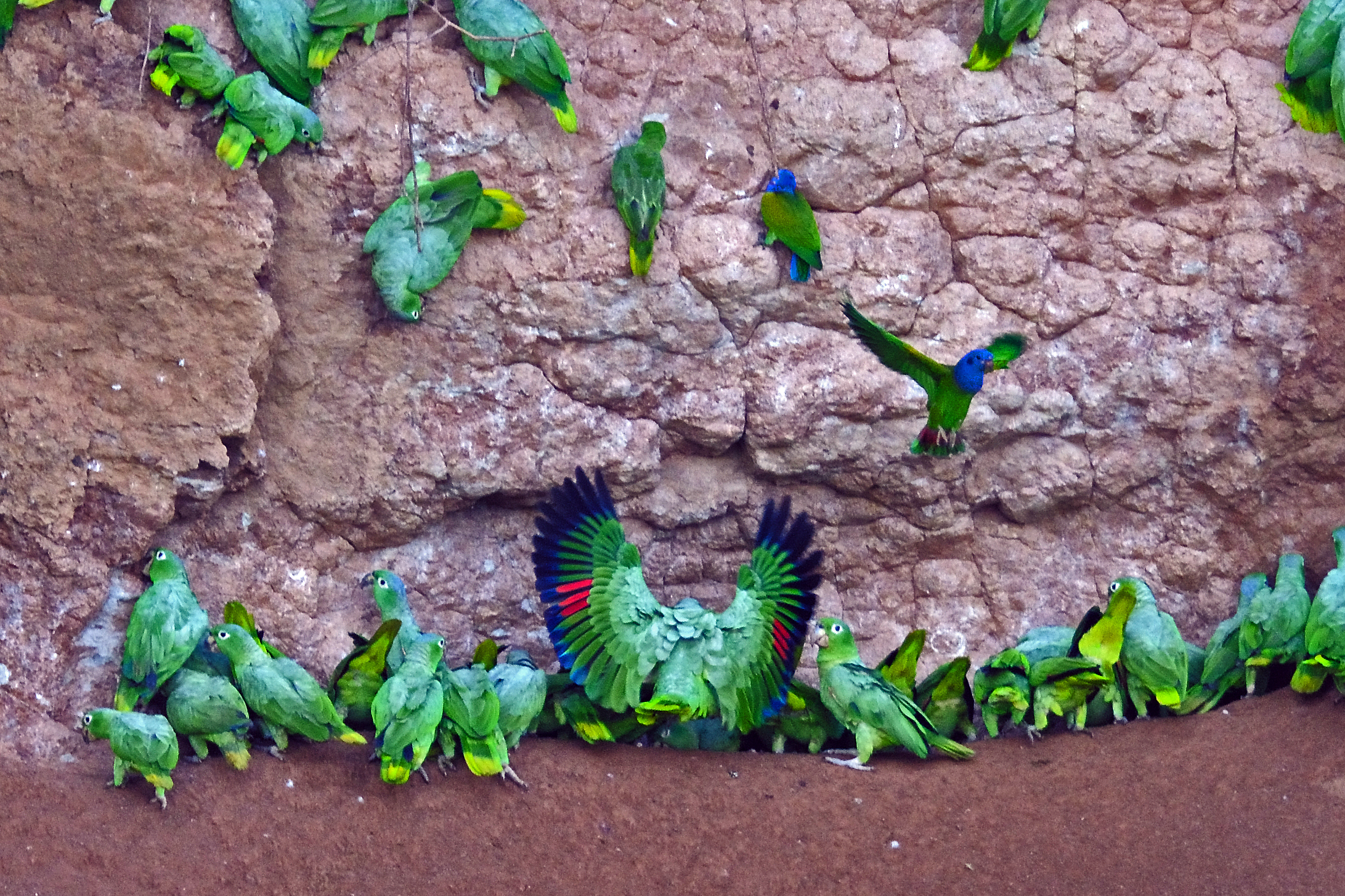 Macaw & Parrot Clay Licks - Amazon Rainforest in Ecuador