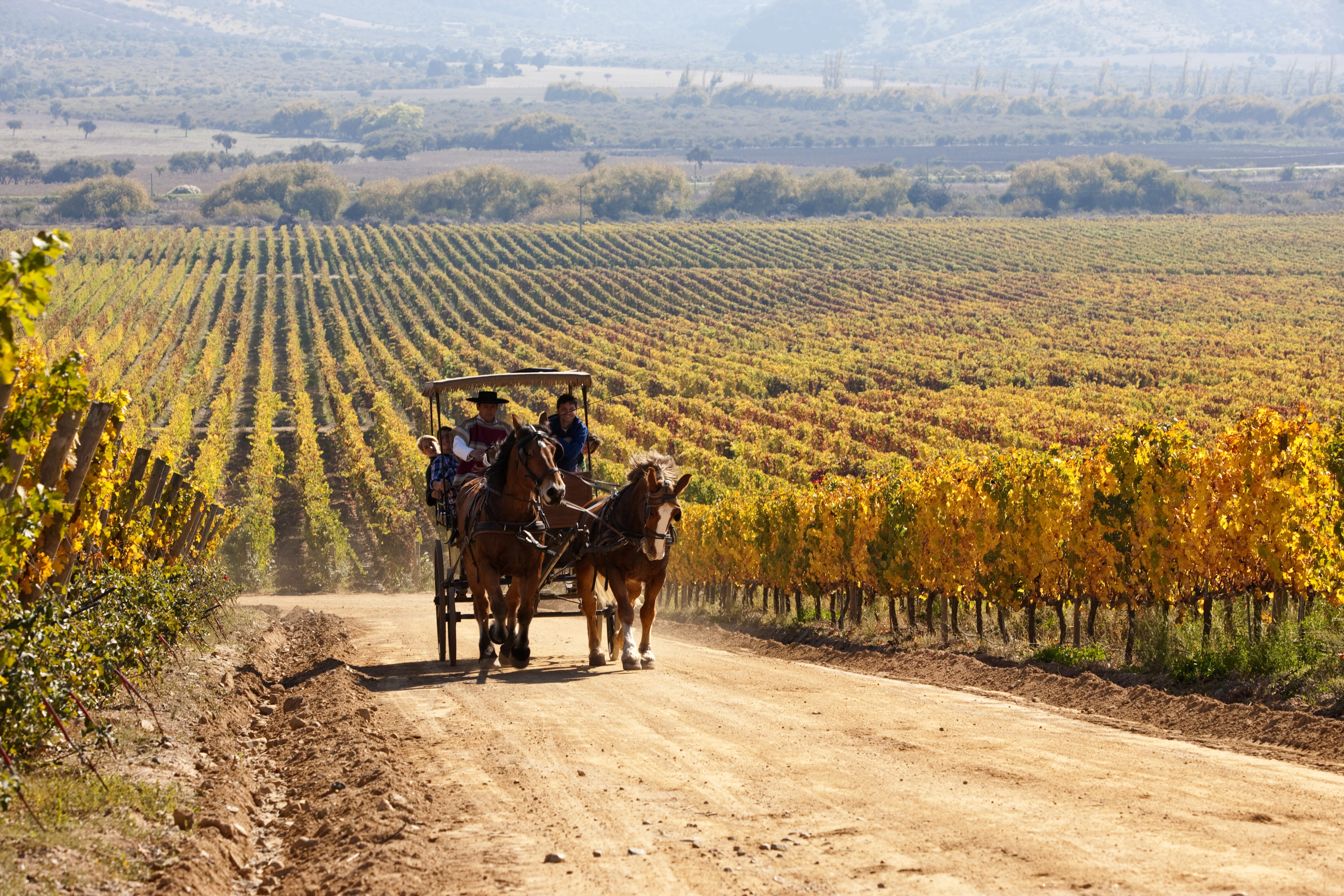 Colchagua Valley Vineyards - Santiago de Chile