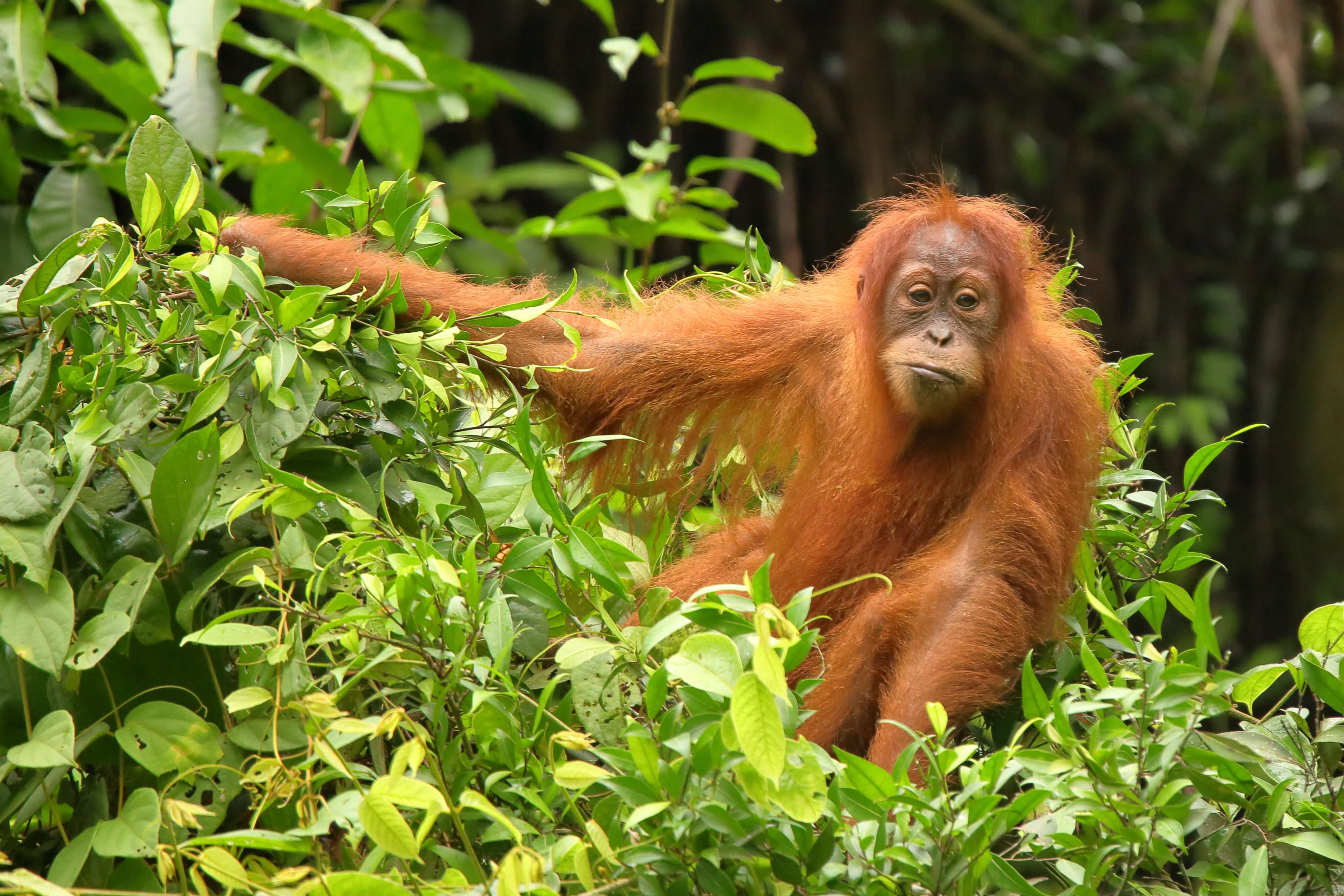 Sumatra Indonesia Tailor Made Holidays 2026/2027 | Veloso Tours